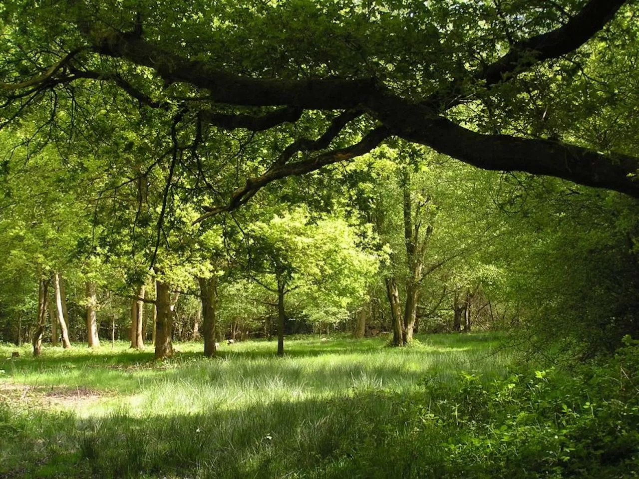 020 Wildlife Habitats - Ancient Woodlands