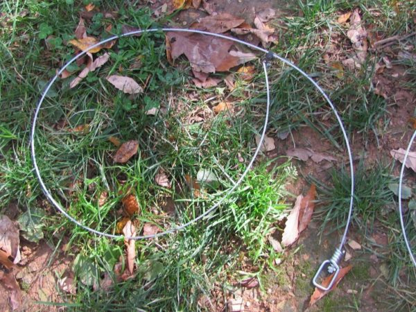 025 - Lifting the lid on wildlife traps and snares