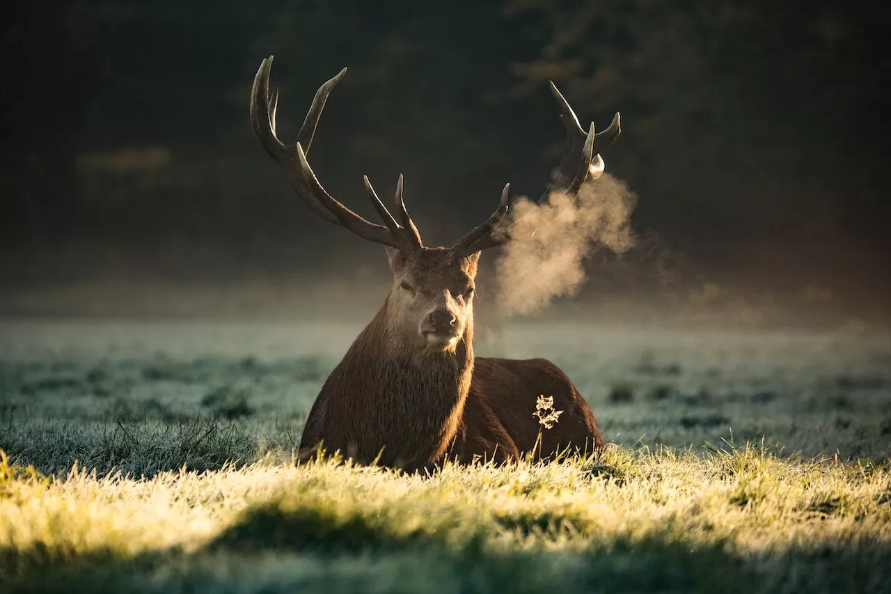 034 - Stag Hunting in Britain