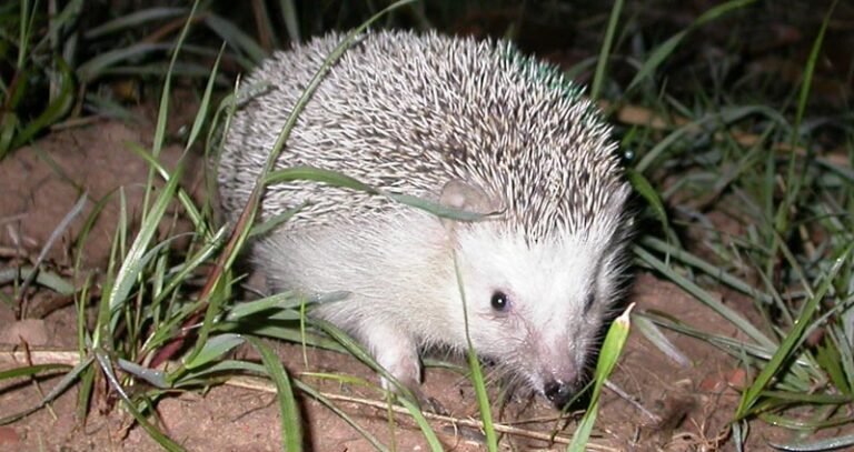 029 - Hedgehogs Around the World