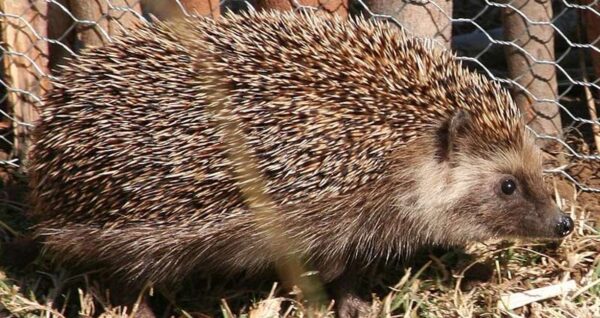 029 - Hedgehogs Around the World
