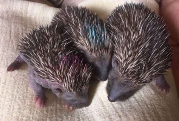057 - Hoglets - All about baby hedgehogs