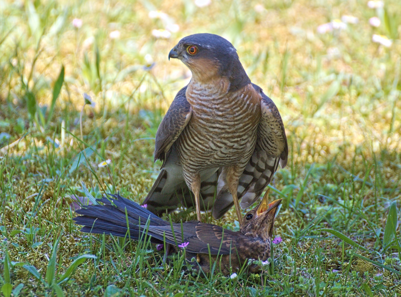 007 A New Sparrowhawk family