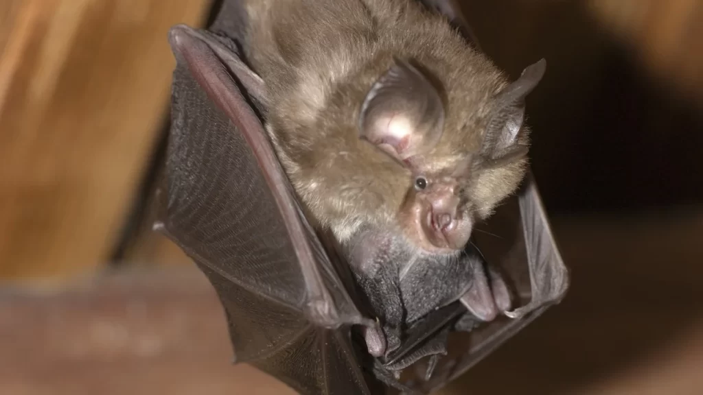 069 - An introduction to British Bats