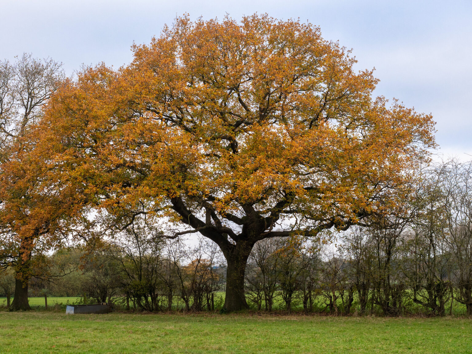 Trees of Britain - The Mighty Oak