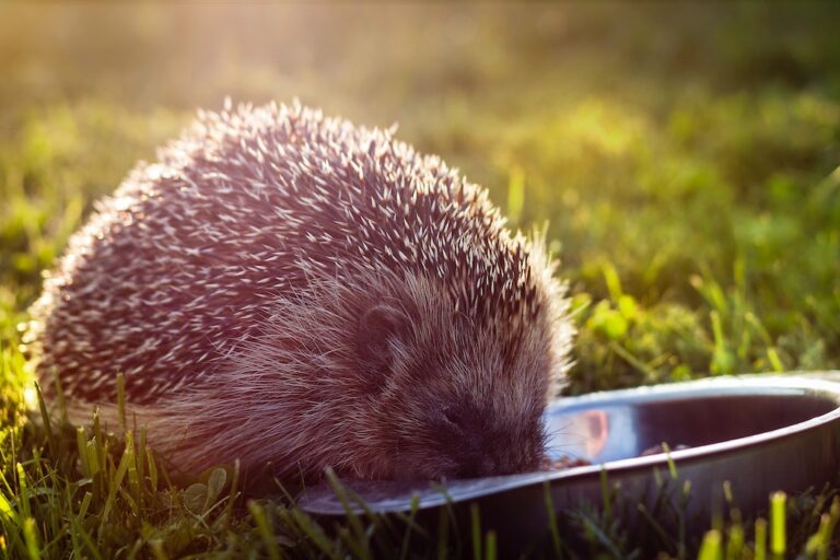 Blog 081 Christmas 2023 Hedgehogs in Folklore