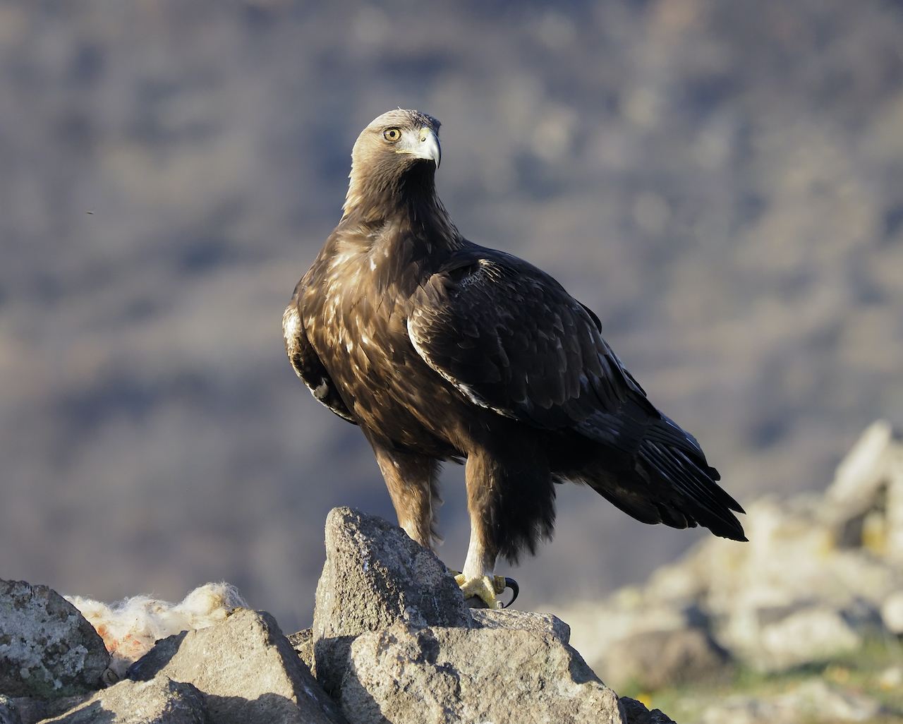 085 The Return of the Golden Eagle