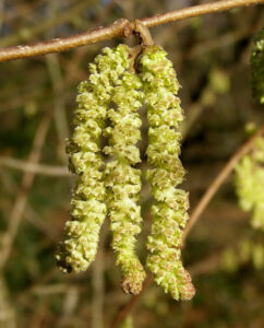 084 Britain's Trees - The Hazel tree
