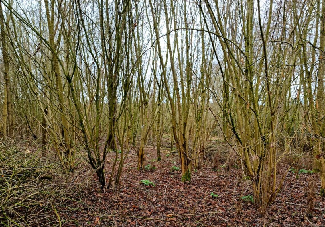 084 Britain's Trees - The Hazel tree