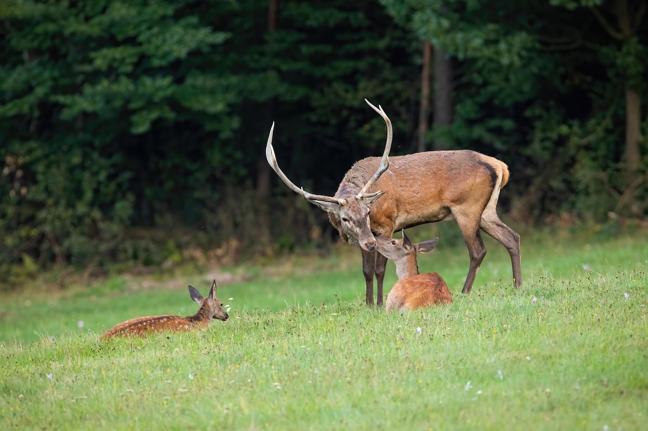 087 Some of the Unbelievable Way's Wildlife Finds a Mate