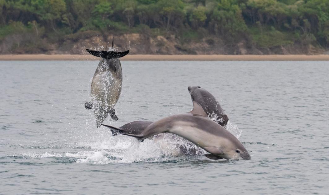 092 An introduction to British Dolphins and Porpoises