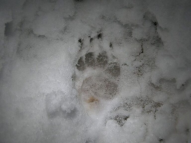 108 Identifying Wildlife Tracks in the Snow