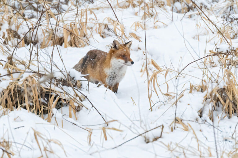 108 Identifying Wildlife Tracks in the Snow