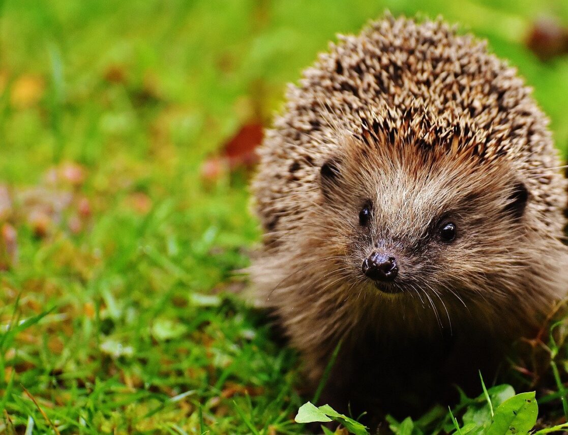 103 Wildlife Matters Guide to Help for Hedgehogs this Winter