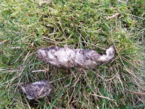 118 The Clue is in the Poo - A guide to wildlife poo!