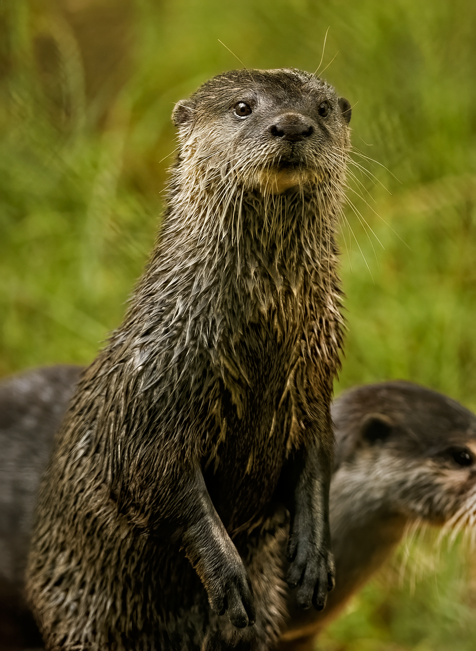 118 The Clue is in the Poo - A guide to wildlife poo!