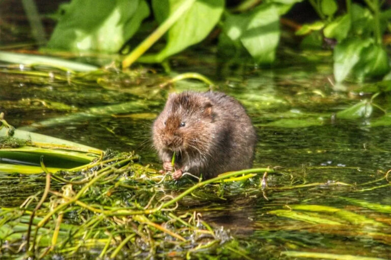 118 The Clue is in the Poo - A guide to wildlife poo!