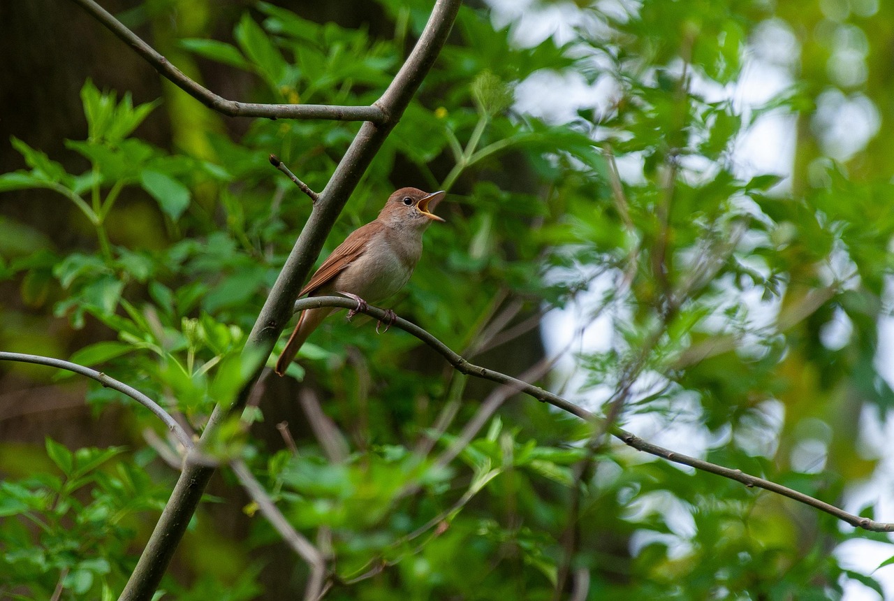 125 Night Birds - Who's that singing at night?